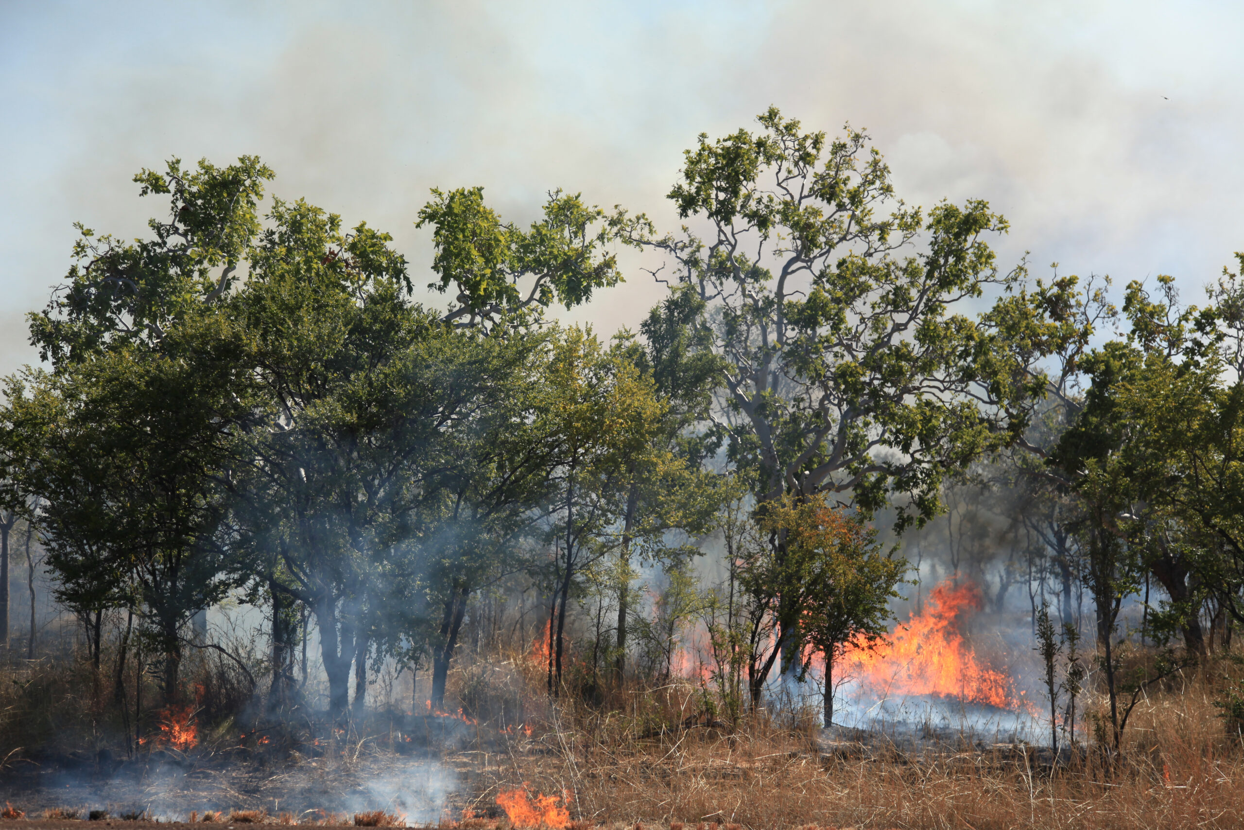 Radical fire plan for the Kimberley - Australian Geographic