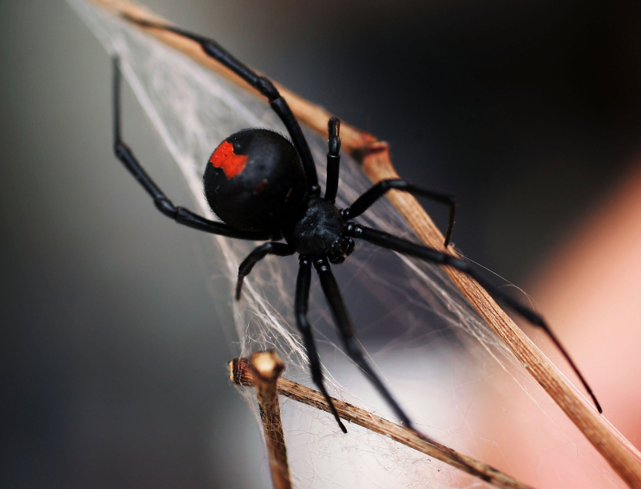 Top 10 most dangerous Australian spiders - Australian Geographic
