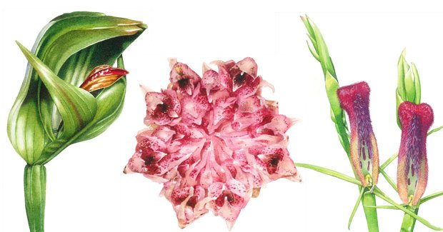 An illustrated guide to the orchids of Australia - Australian Geographic
