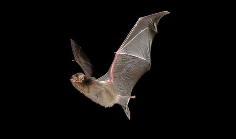 Southern bent-wing bat - Australian Geographic