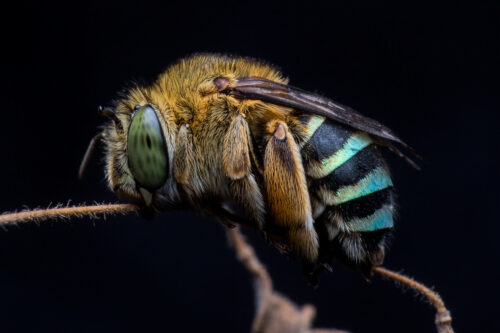 Blue-banded bee, a native beauty - Australian Geographic