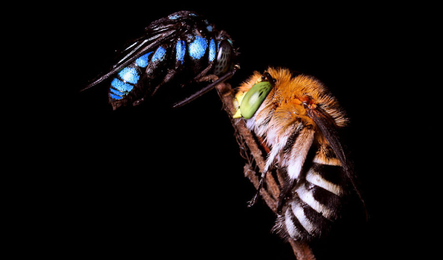 The neon cuckoo bee is a shiny parasite - Australian Geographic