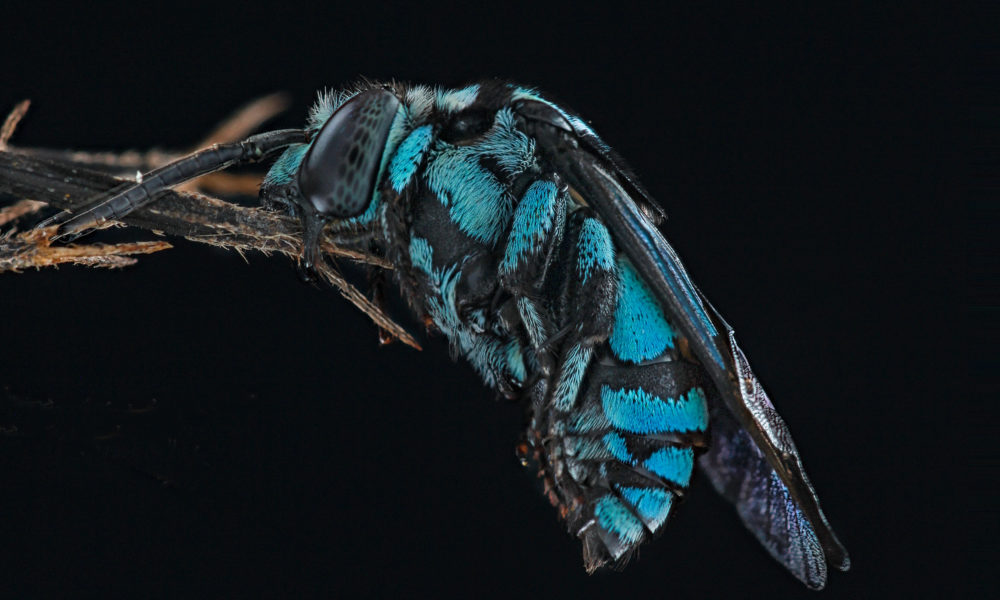 The neon cuckoo bee is a shiny parasite - Australian Geographic