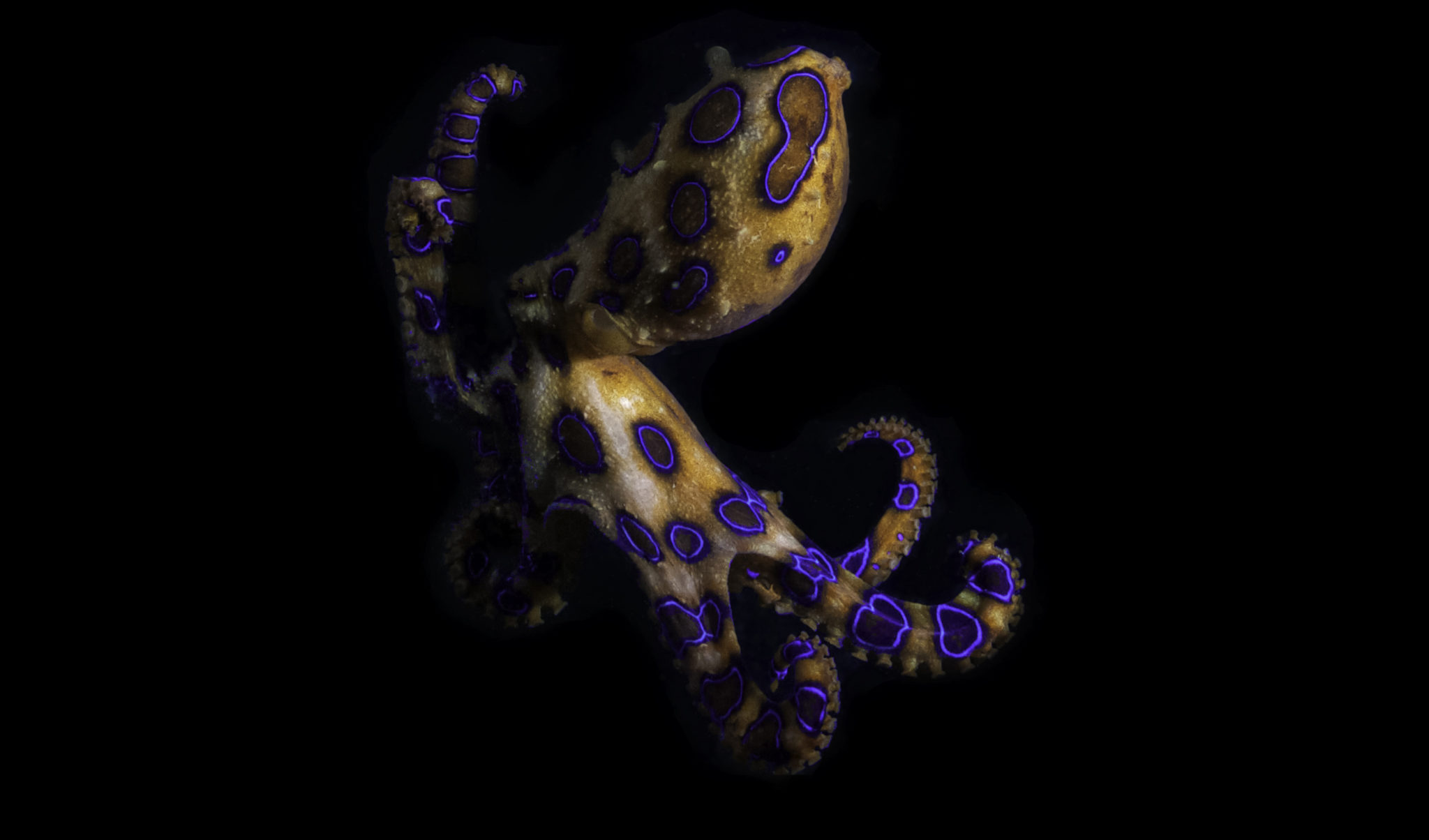 Top 10 most venomous animals in Australia - Australian Geographic