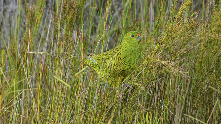 Western Ground Parrot (Kyloring) - Australian Geographic