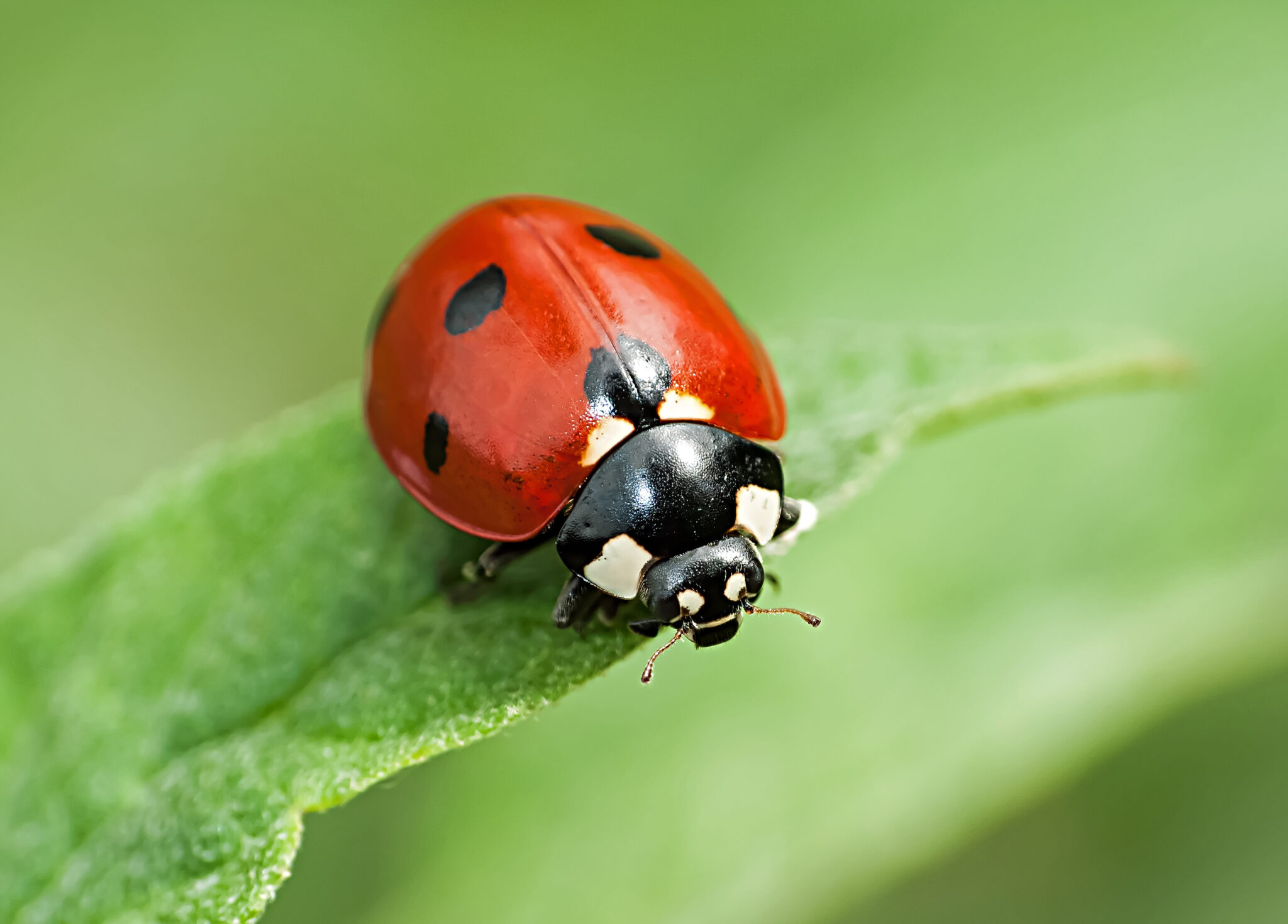 How 'secret agent' insects and bugs protect our gardens - Australian ...