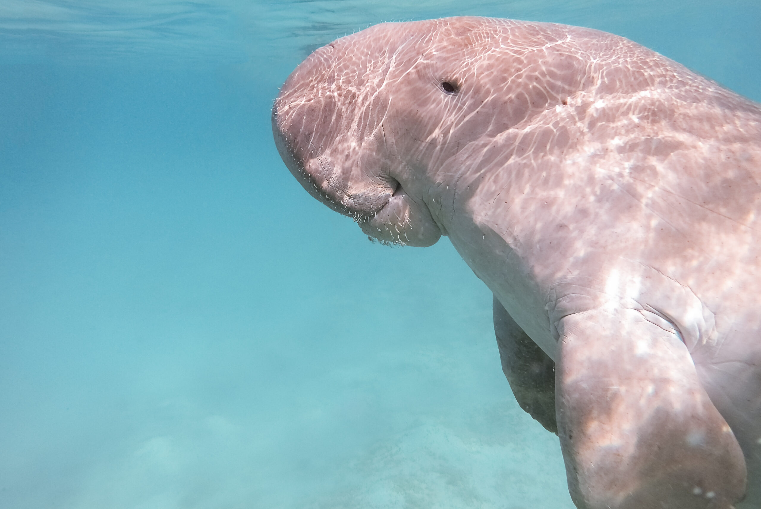 A guide to knowing your dugongs from your manatees - Australian Geographic
