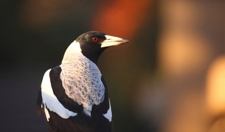 Everything you need to know about magpie season - Australian Geographic