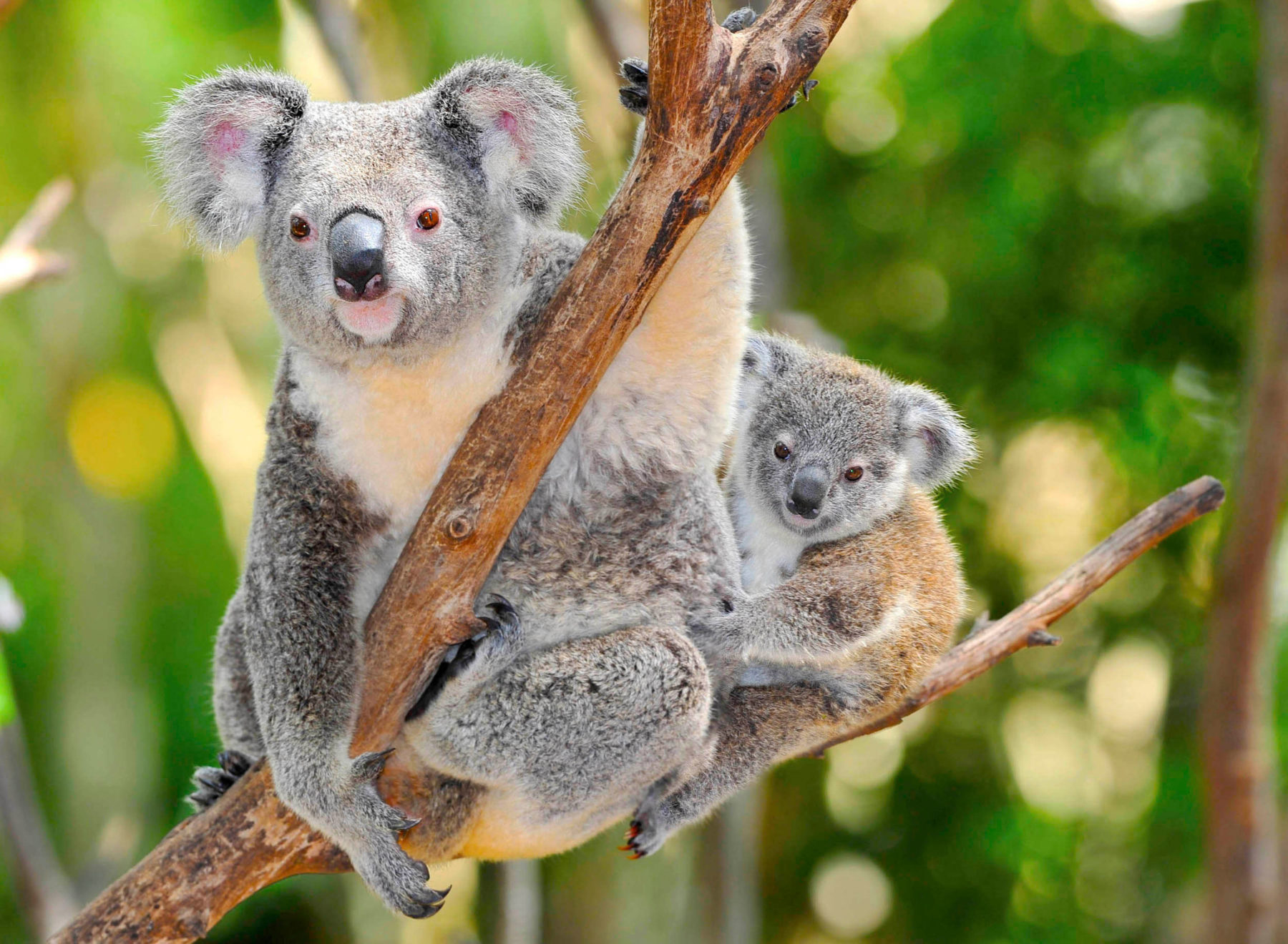 New South Wales government lists koala as endangered - Australian ...