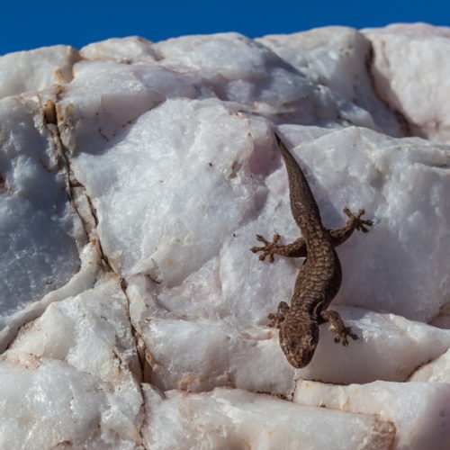 Gallery: Olary Ranges, South Australia - Australian Geographic