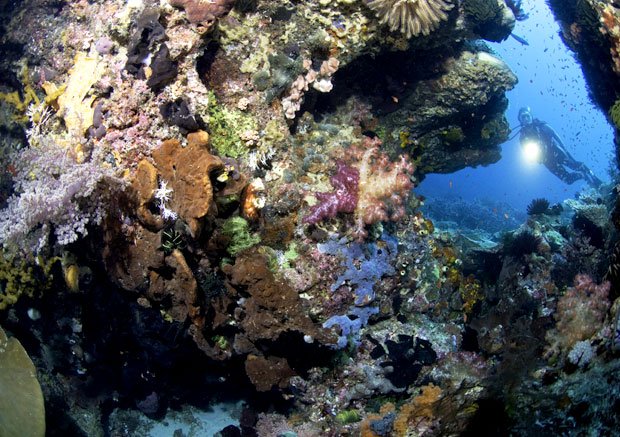 Gallery: Reefs of Indonesia - Australian Geographic
