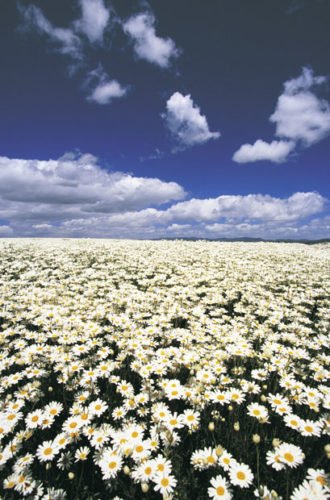 spring Archives - Australian Geographic