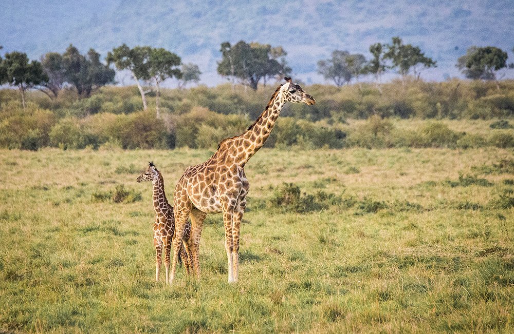 GALLERY: Kenya - Australian Geographic