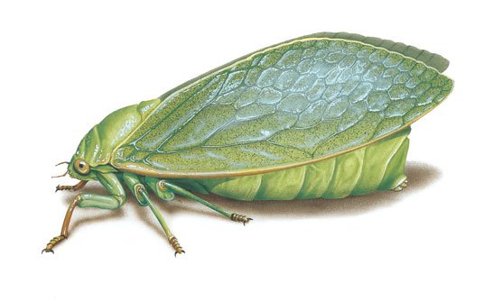 An illustrated guide to Australia's cicadas - Australian Geographic