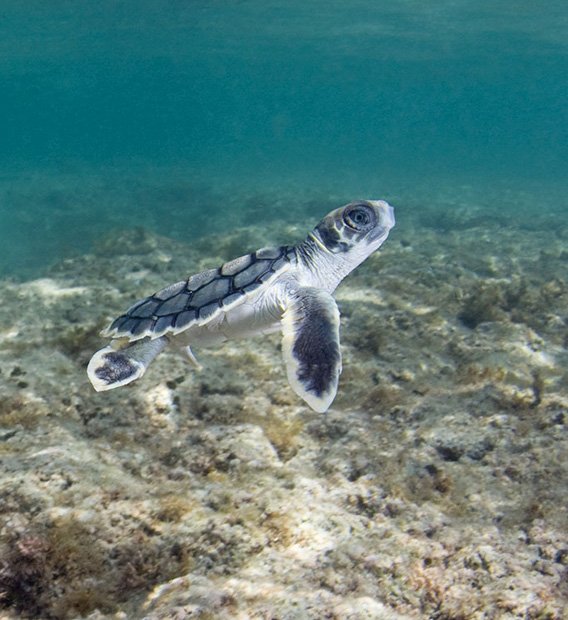 Gallery: First film of flatback turtles underwater - Australian Geographic