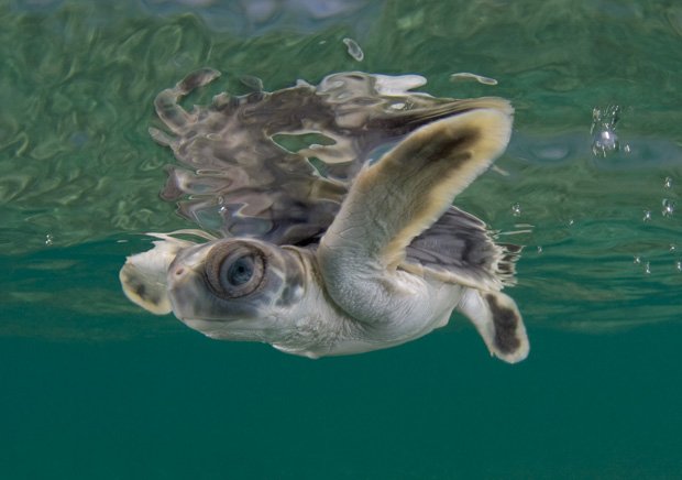 Gallery: First film of flatback turtles underwater - Australian Geographic