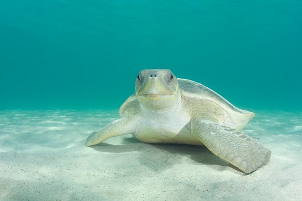 Gallery: First film of flatback turtles underwater - Australian Geographic