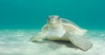 Flatback turtles filmed underwater for first time - Australian Geographic