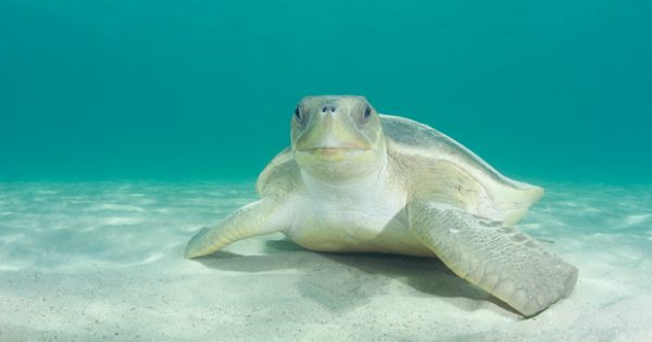 Flatback turtles filmed underwater for first time - Australian Geographic
