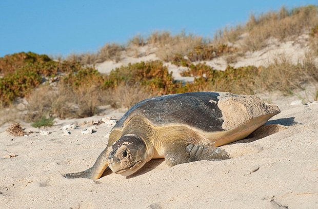 Gallery: First film of flatback turtles underwater - Australian Geographic