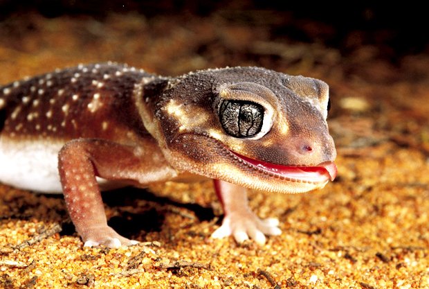 Gallery: The best Aussie outback photography - Australian Geographic