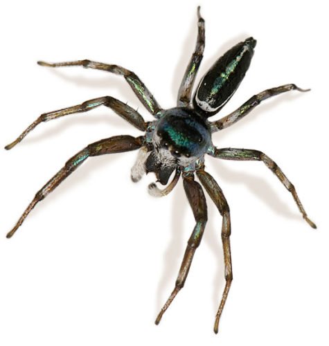 Wildlife - Page 137 of 138 - Australian Geographic