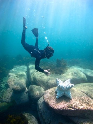 Gallery: Designer coral reefs - Australian Geographic