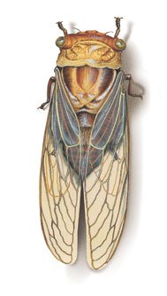 An illustrated guide to Australia's cicadas - Australian Geographic
