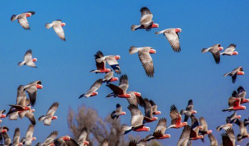 Gallery: Olary Ranges, South Australia - Australian Geographic