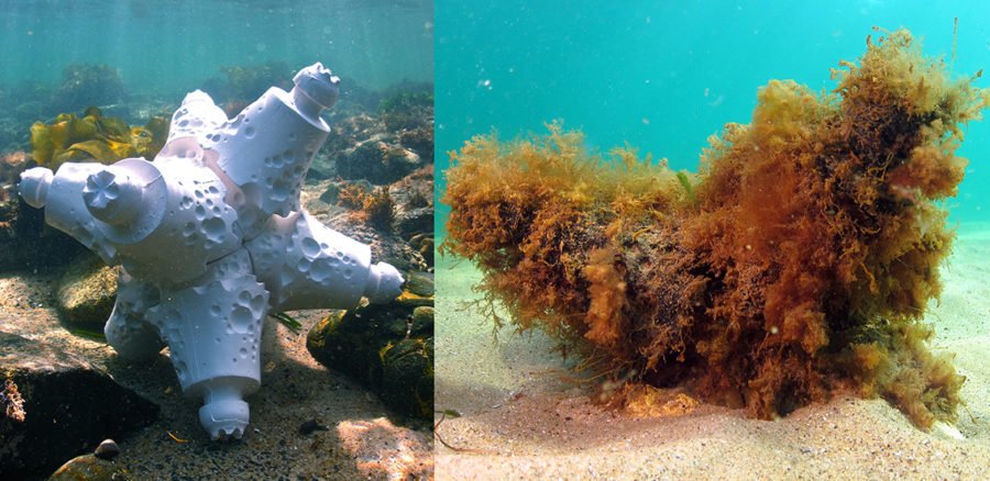 Gallery: Designer coral reefs - Australian Geographic