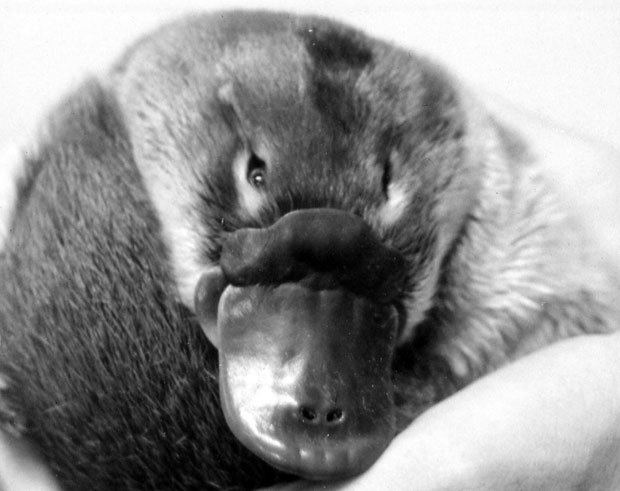 Gallery: Platypuses endure despite harsh conditions - Australian Geographic