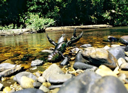 Gallery: Yabbies in the wild - Australian Geographic