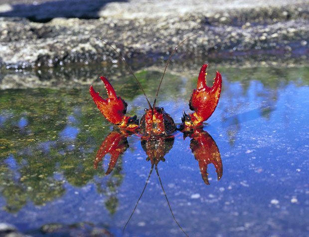 Gallery: Yabbies in the wild - Australian Geographic