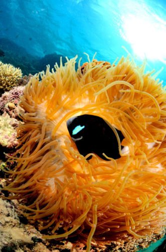 Gallery: Lord Howe Island - Australian Geographic