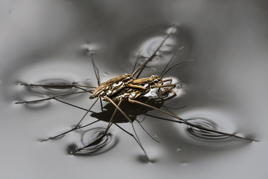 Skate, jump and slide: These bugs are nature's own water skiers ...