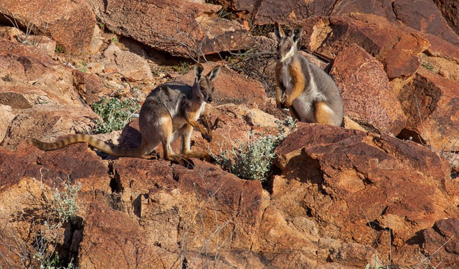 Gallery: Olary Ranges, South Australia - Australian Geographic