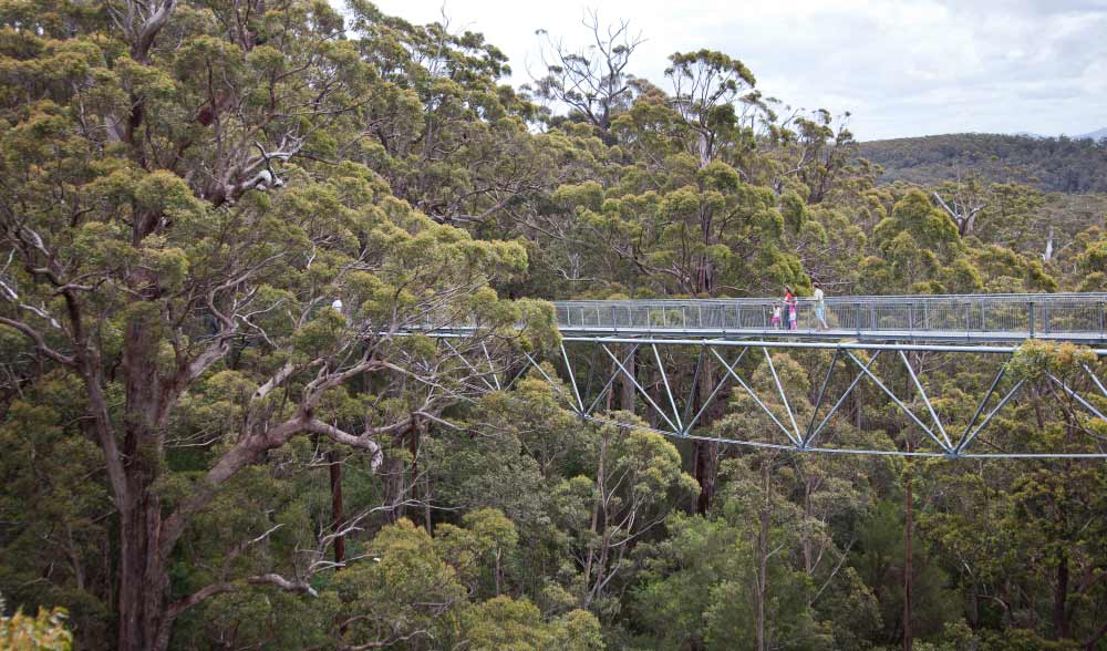 Gallery: Australia's best tree-top walks - Australian Geographic