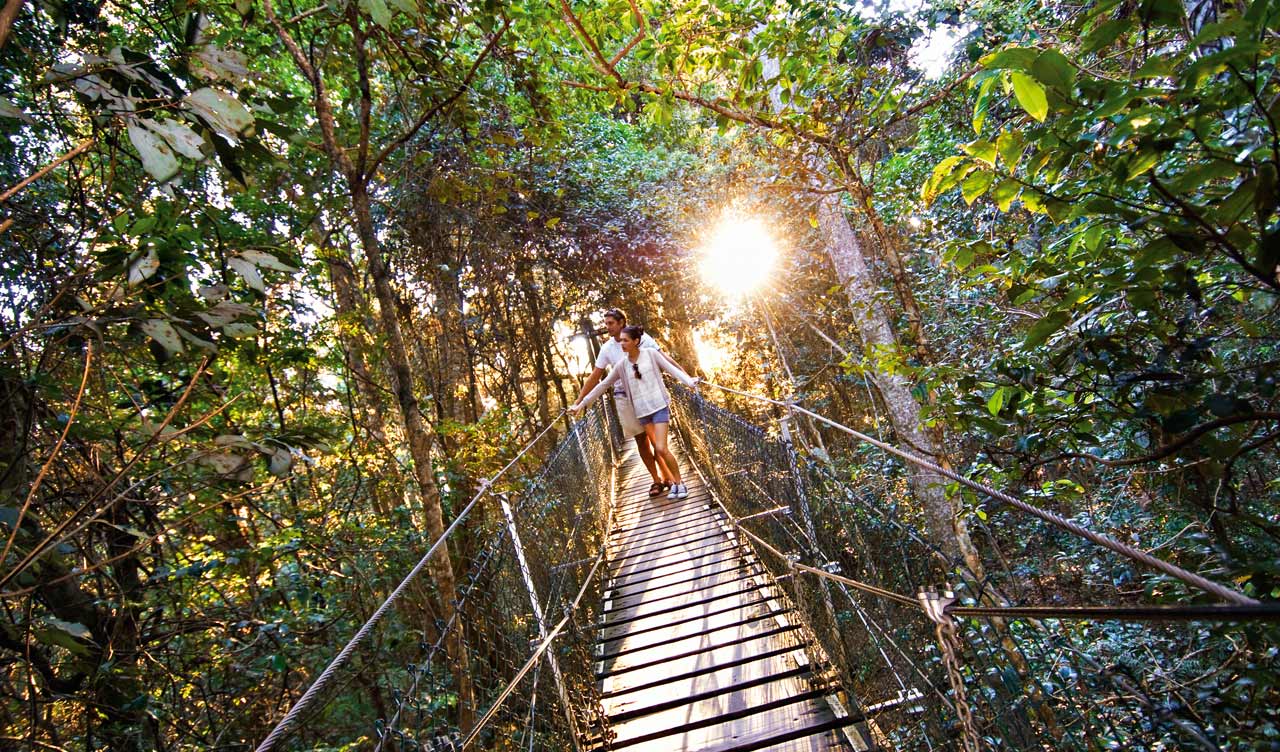 Gallery: Australia's best tree-top walks - Australian Geographic
