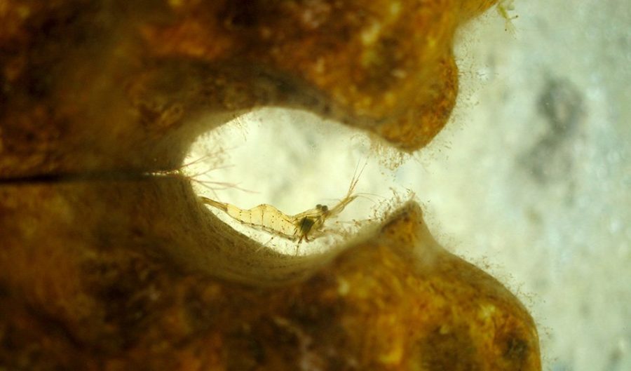 Gallery: Designer coral reefs - Australian Geographic