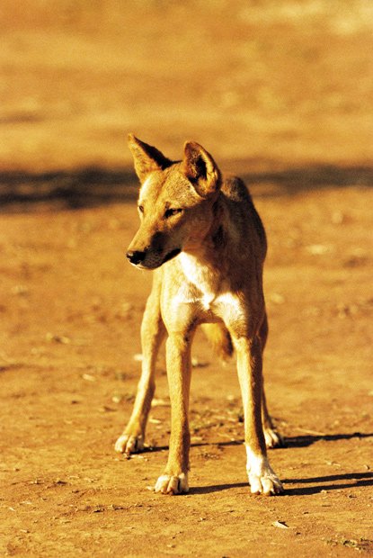 Gallery: The best Aussie outback photography - Australian Geographic