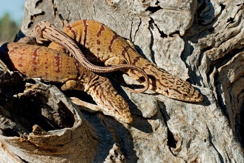 Gallery: The Simpson Desert - Australian Geographic
