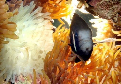 Gallery: Lord Howe Island - Australian Geographic