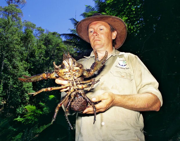 Gallery: Yabbies in the wild - Australian Geographic