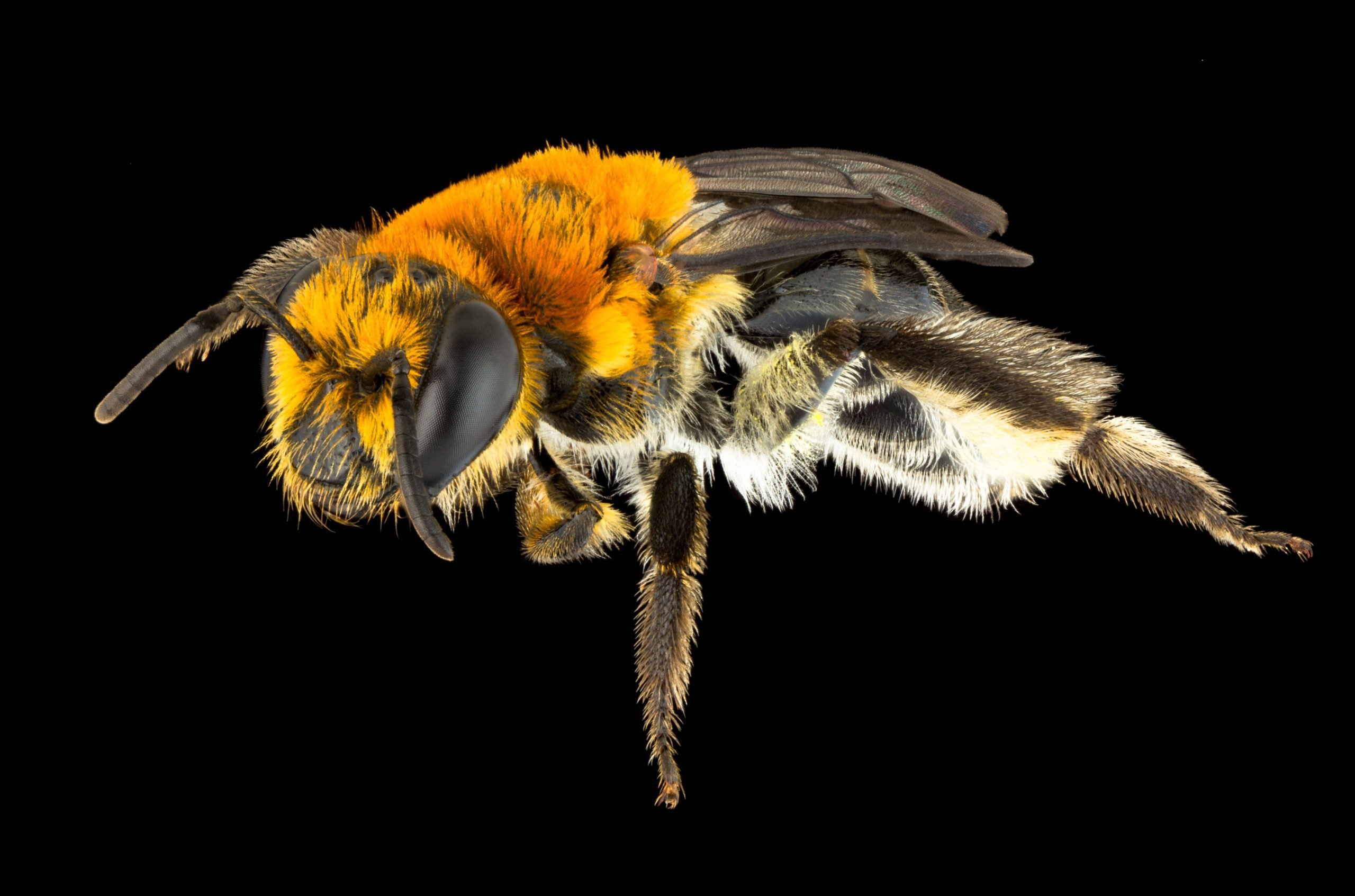Protecting our pollinators - Australian Geographic