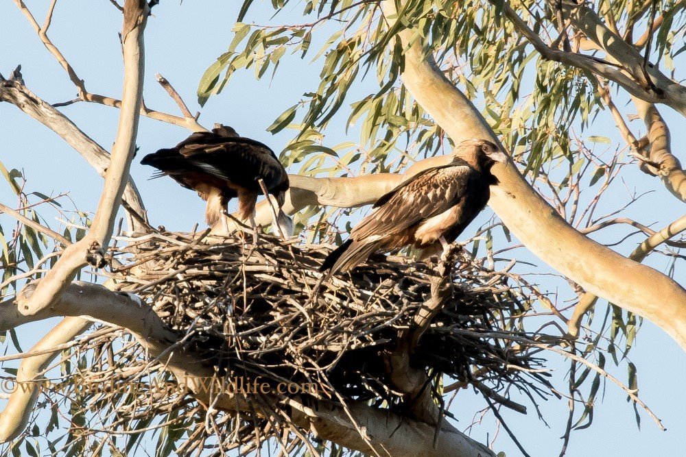 Back from the brink: Lord Howe Island stick insect - Australian Geographic