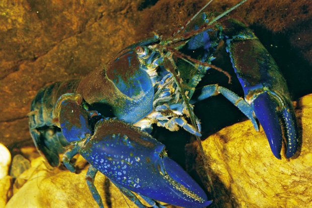 Gallery: Yabbies in the wild - Australian Geographic