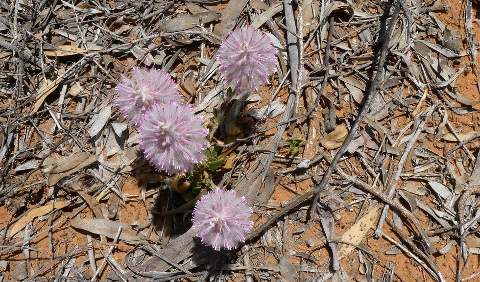 Your guide to the Pilbara's wildflower season - Australian Geographic