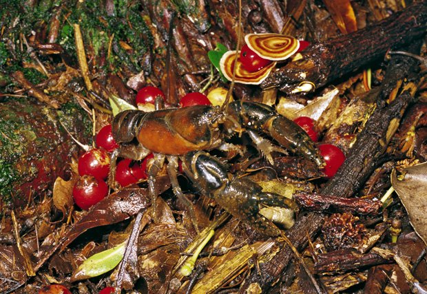 Gallery: Yabbies in the wild - Australian Geographic