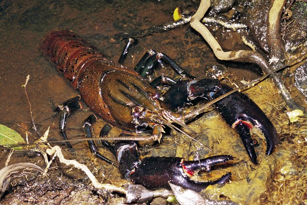 Gallery: Yabbies in the wild - Australian Geographic