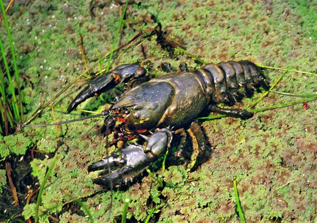 Gallery: Yabbies in the wild - Australian Geographic